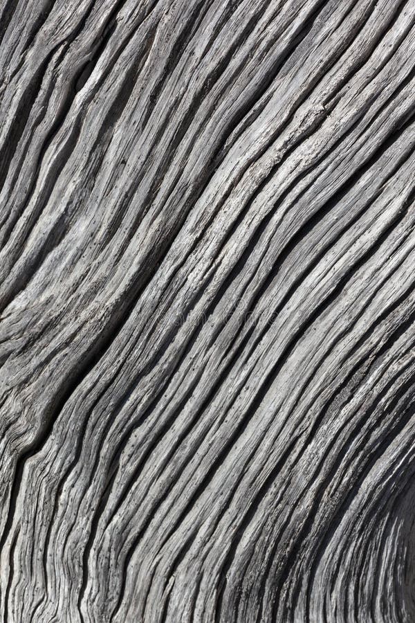 Texture - Dead Tree Stump - Background Stock Photo - Image of backdrop ...