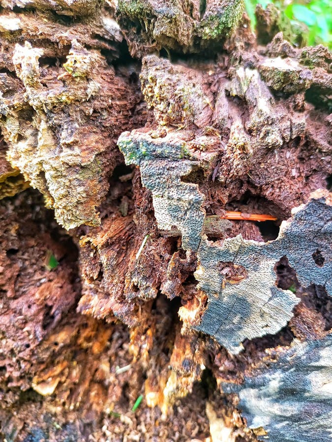 Texture of Dead Tree in Tropical Forest of Asia Stock Photo - Image of ...