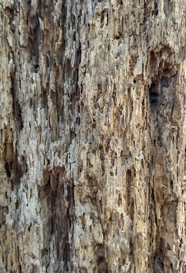 Texture of Dead Tree Trunk Eaten by Insects Stock Image - Image of grey ...