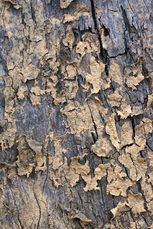 Texture of dead wood stock photo. Image of background - 40635214