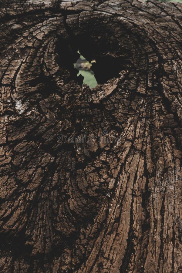 The Texture of a Decayed Log Stock Photo - Image of inspiration, rock ...