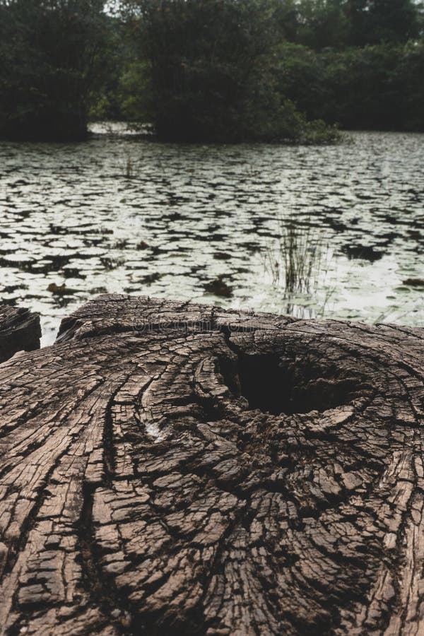 The Texture of a Decayed Log Stock Photo - Image of river, decay: 369093082