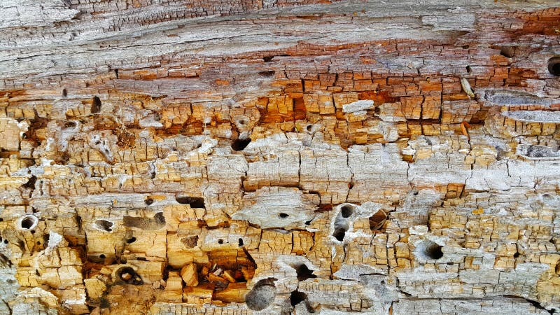 Wet Crumbling Wood Close-up. a Wooden Surface that is in the Water for ...