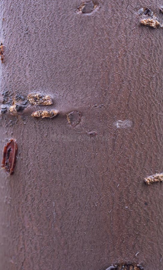 Texture of Deciduous Tree Bark Close-up. Surface of Tree Trunk. Stock ...