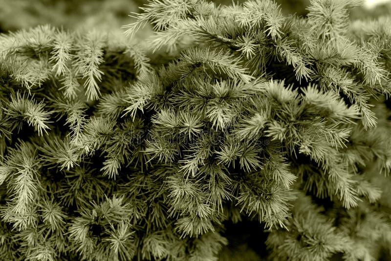 Deep Green Pine Tops. Trend of the Year. the Color of the Year 2019 ...