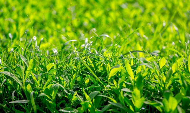 The Texture of a Dense Green Grass for Design_ Stock Image - Image of ...