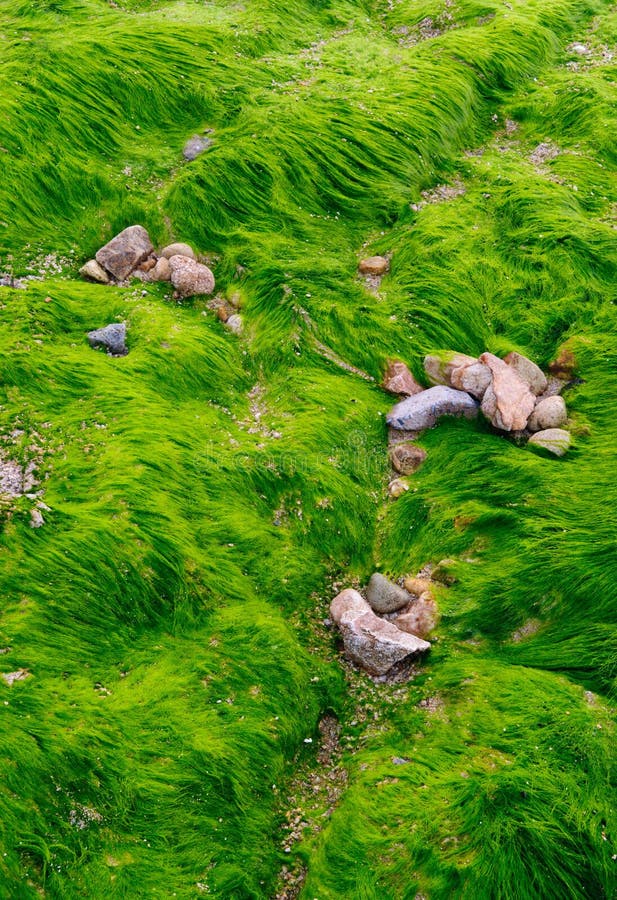 1,622 Texture D Algues Photos libres de droits et gratuites de Dreamstime