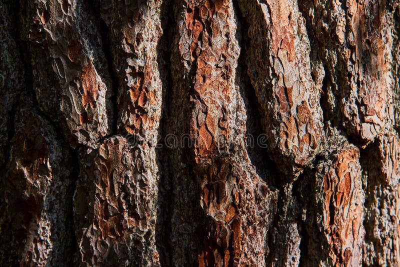 Texture Detail Asset of Thick Brown Wood Bark Straight on Stock Image ...
