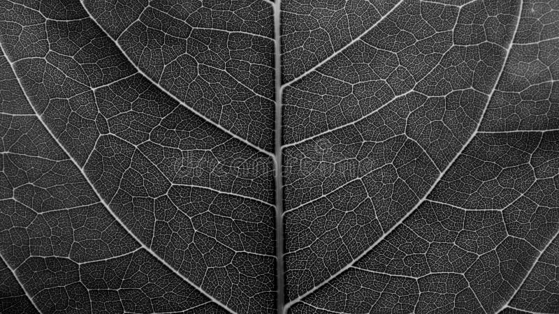 Details of a Texture and Detail of Leaf. Stock Image - Image of green ...
