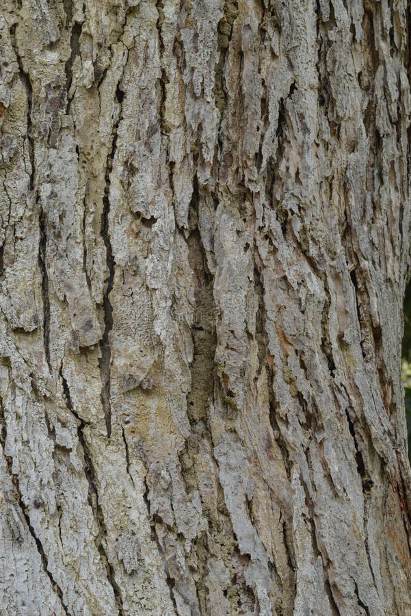 151 Mango Bark Tree Texture Stock Photos - Free & Royalty-Free Stock ...