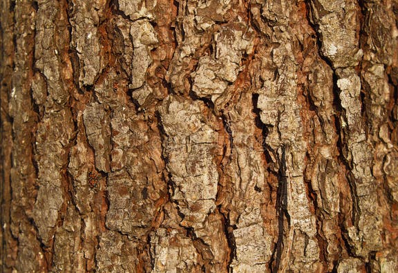 Texture stock image. Image of rough, natural, spruce - 39279113