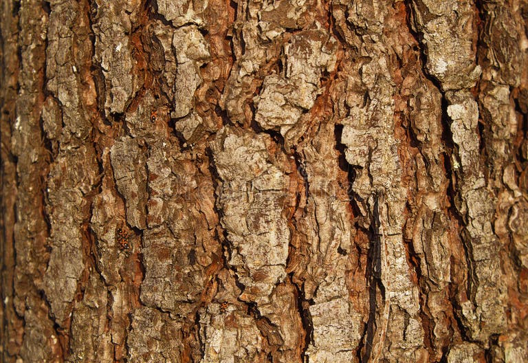 Texture stock image. Image of rough, natural, spruce - 39279113