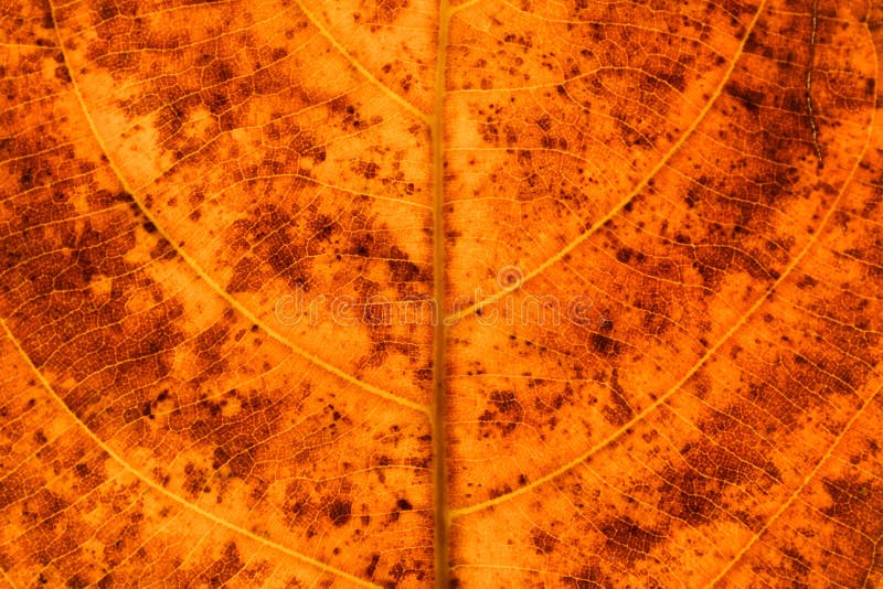 Texture and Detail of Orange Dry Leaves. Stock Image - Image of ...
