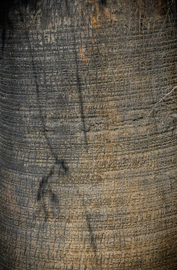 Coconut Tree Trunk As Background Stock Photo - Image of rough, brown ...