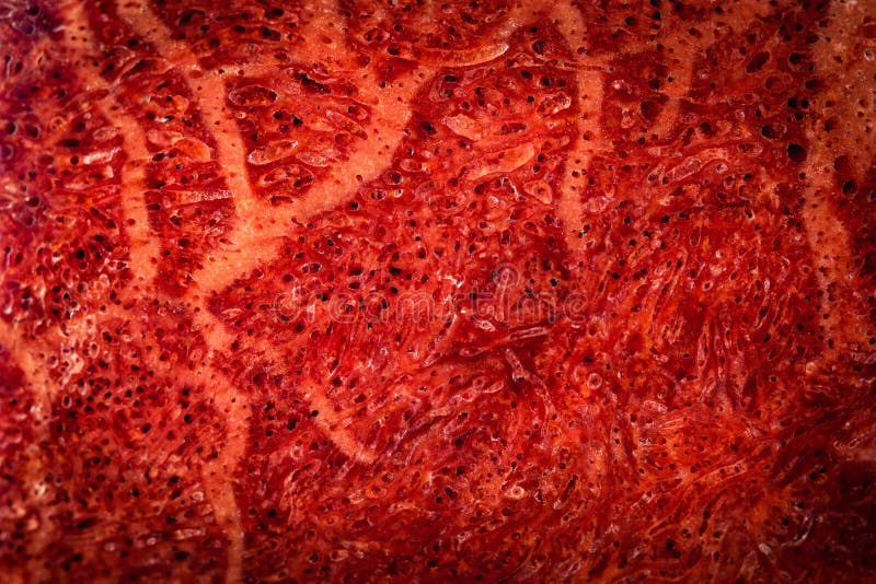 Detail of Polished Marble - Wall Stock Image - Image of pink, shine ...