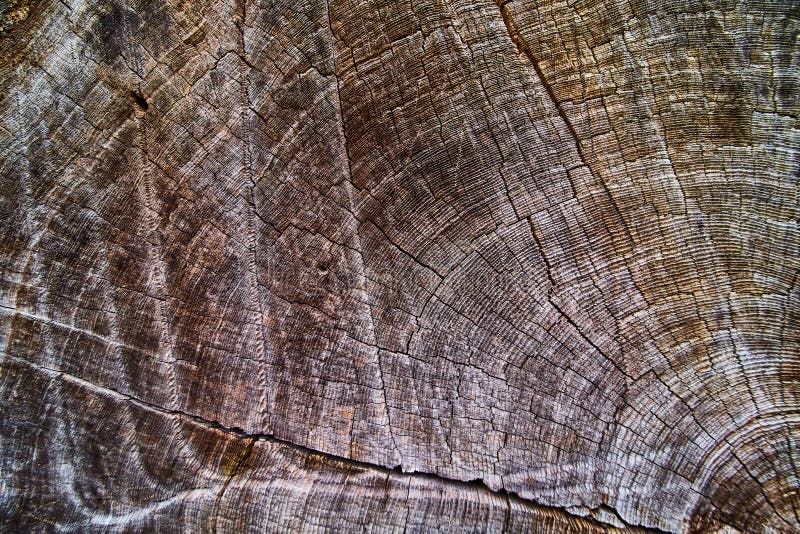 Texture Detail of Redwood Tree Rings for Centuries Stock Image - Image ...
