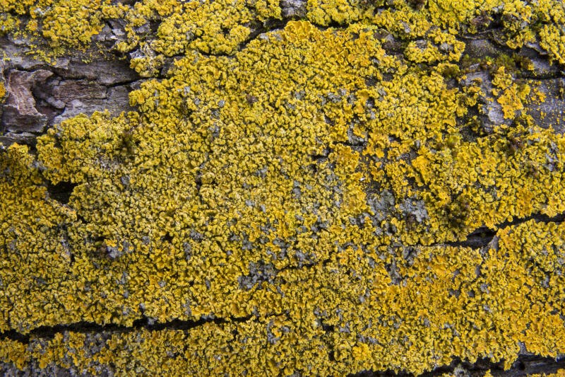 Texture with Detailed Yellow Moss on Tree Stock Image - Image of ...