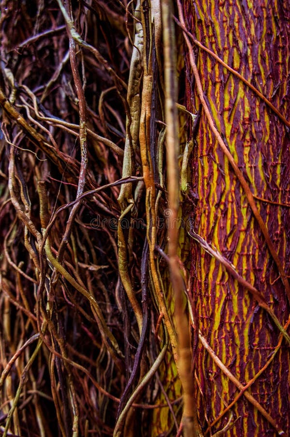 Texture Details and Asymmetrical Pattern of Intertwined Tree Roots ...