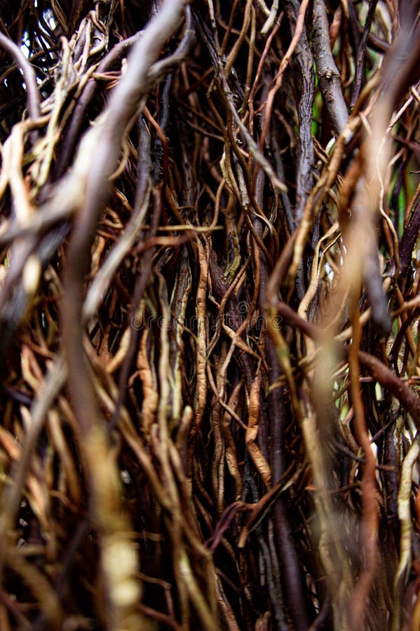 Texture Details and Asymmetrical Pattern of Intertwined Tree Roots ...
