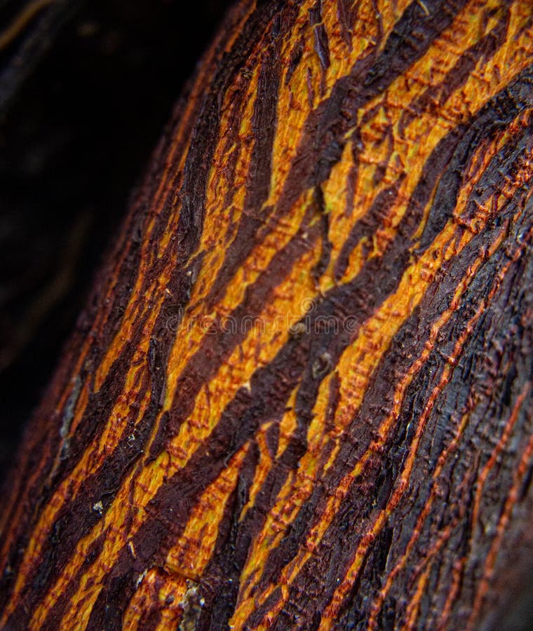 Texture Details and Asymmetrical Pattern of a Tree Root. Stock Photo ...