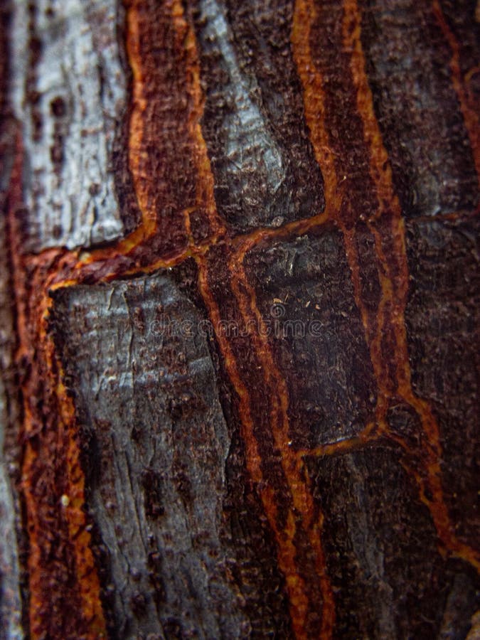 Texture Details and Asymmetrical Pattern of a Tree Root. Stock Image ...