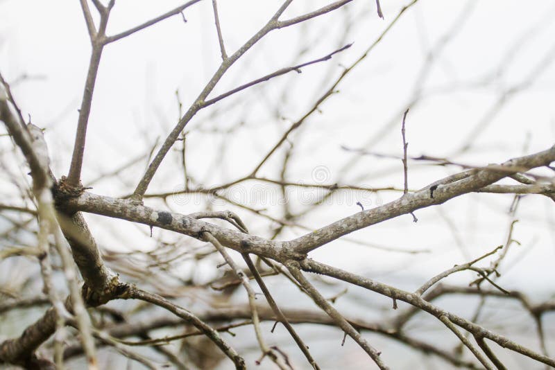 Texture Details of the Dry Branches of Trees in the Background. Stock ...