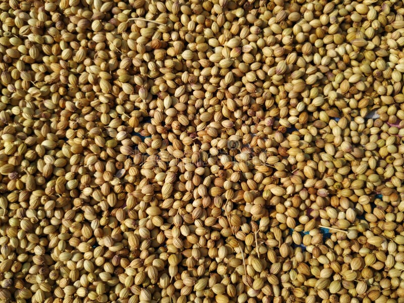 Texture of Dhaniya Seeds. Heap of a Coriander or Dhania Seeds in a ...