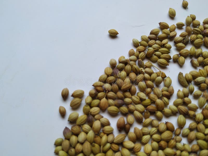 Texture of Dhaniya Seeds. Heap of a Coriander or Dhania Seeds in a ...
