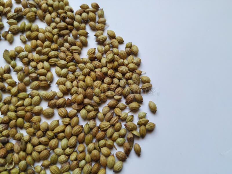 Texture of Dhaniya Seeds. Heap of a Coriander or Dhania Seeds Isolated ...