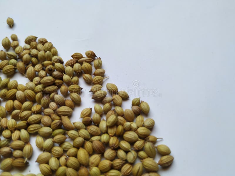 Texture of Dhaniya Seeds. Heap of a Coriander or Dhania Seeds Isolated ...