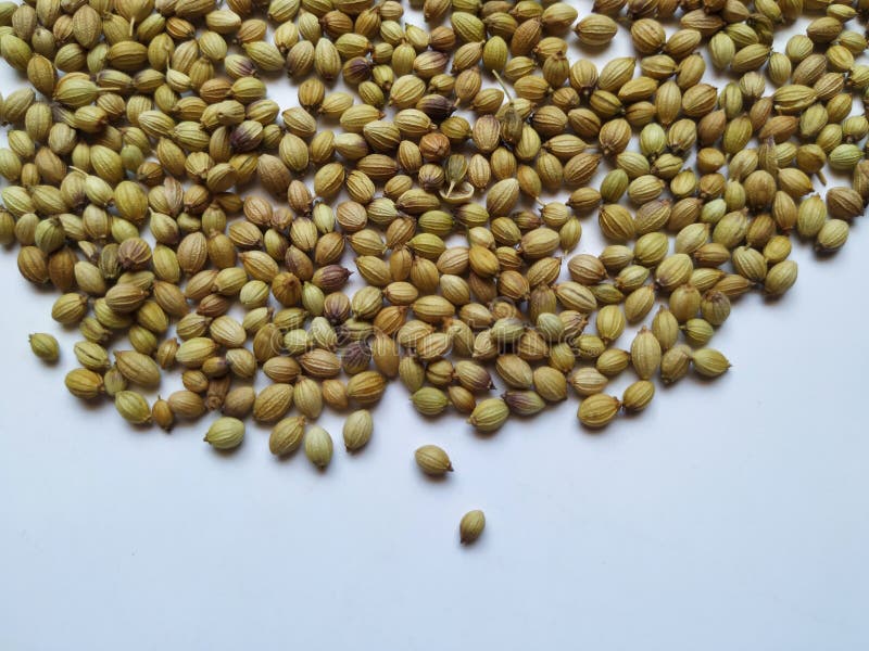 Texture of Dhaniya Seeds. Heap of a Coriander or Dhania Seeds in a ...