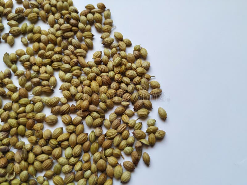 Texture of Dhaniya Seeds. Heap of a Coriander or Dhania Seeds in a ...