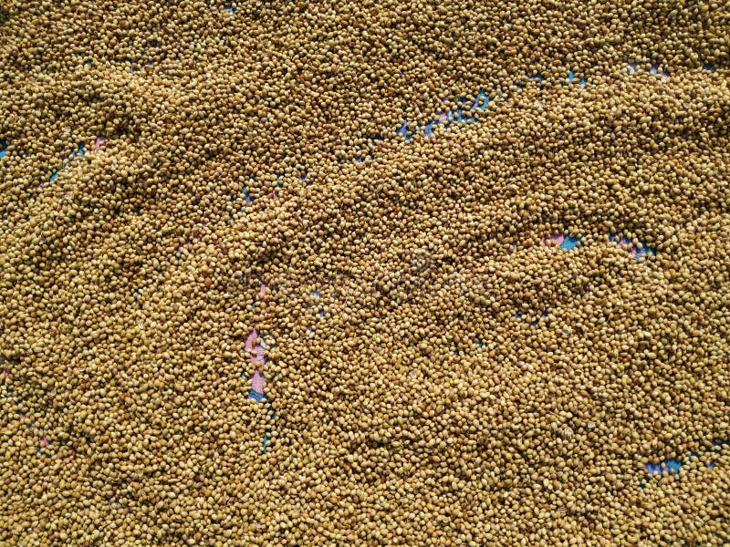 Texture of Dhaniya Seeds. Heap of a Coriander or Dhania Seeds Isolated ...