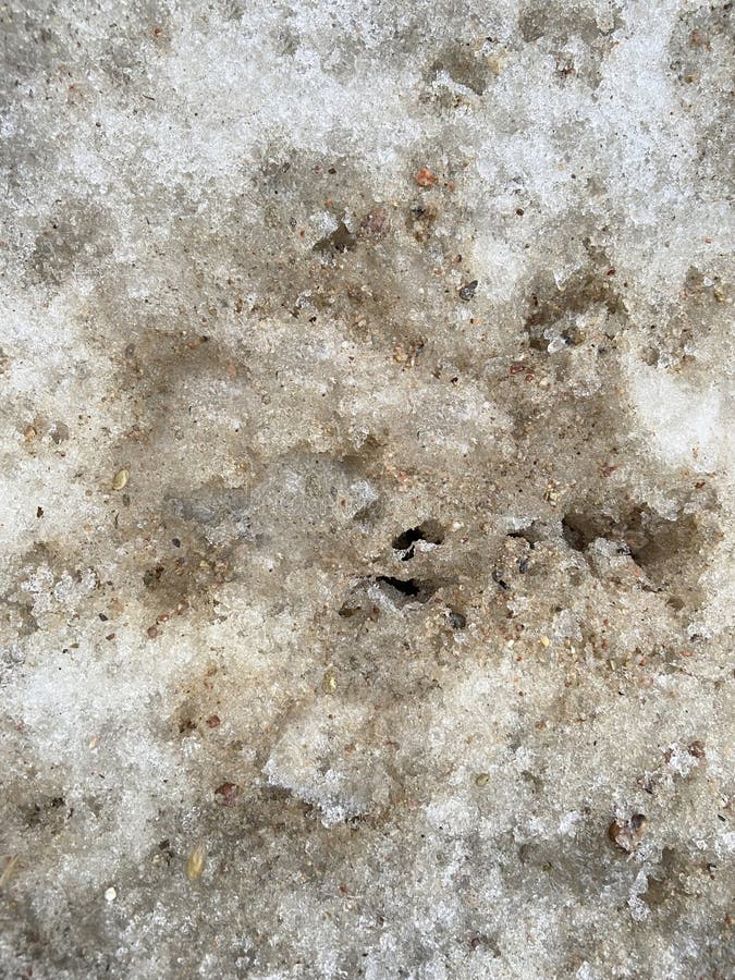 Texture of Dirty Fallen Snow in Winter Stock Photo - Image of texture ...