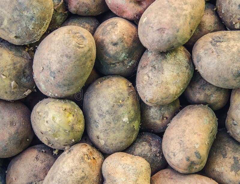 Texture of a dirty potato stock photo. Image of closeup - 118887626