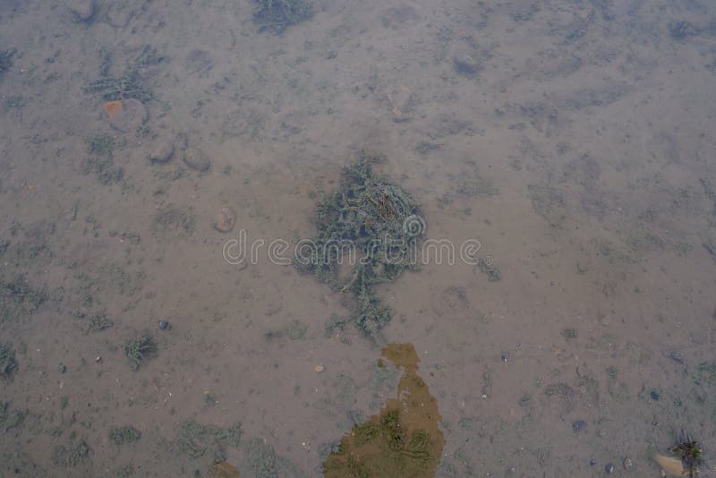 Texture of a dirty puddle stock photo. Image of muddy - 215375504