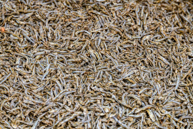 Texture Dried Capelin Fish Seafood Background Stock Photos - Free ...