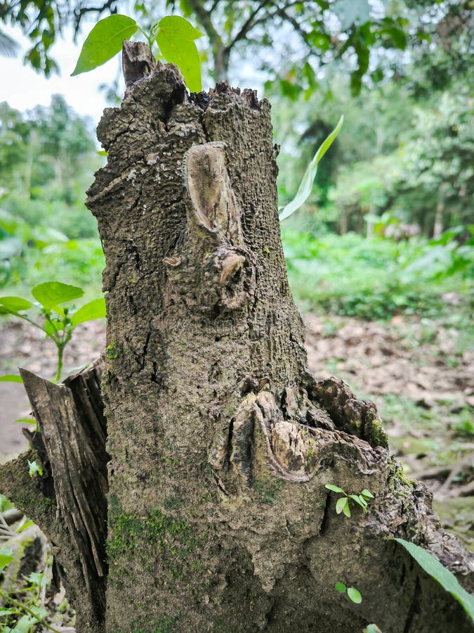 Red Cocoa Pod on Tree in the Field. Cocoa (Theobroma Cacao L.) is a ...