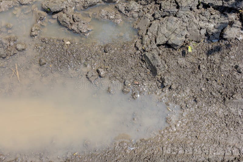 The Texture of Dried Earth in the Field with Cracks and Compacted ...