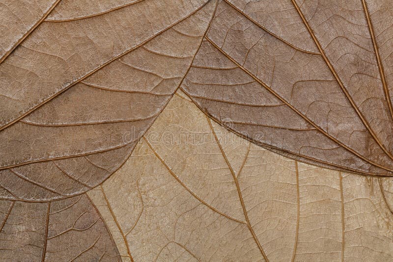 Texture of Dried Leaves Close-up. Background Stock Image - Image of ...