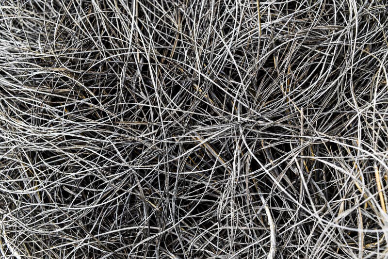 Texture of Dried Plants. Texture of Dried Plants Stock Photo - Image of ...