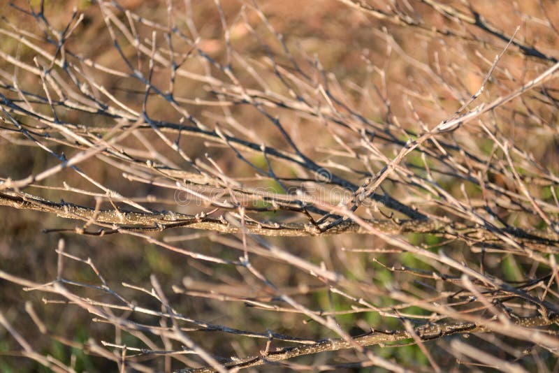 Texture of Sticks and Branches, Logs of Roots Covered with Natural ...