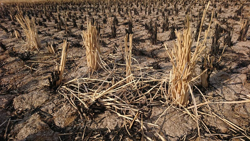 Texture of Dried Straw Pieces in the Rice Fields Stock Image - Image of ...