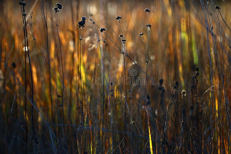 620+ Autumn grass texture Free Stock Photos - StockFreeImages