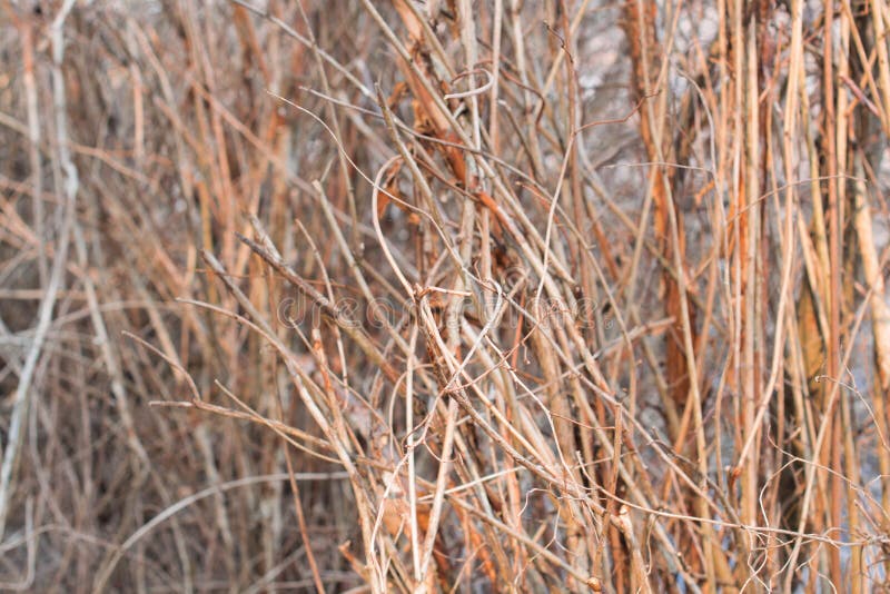 Texture of dry branches. stock photo. Image of texture - 145573620