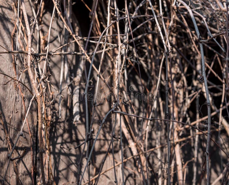 Texture of the Dry Branches of the Wild Grape Stock Photo - Image of ...