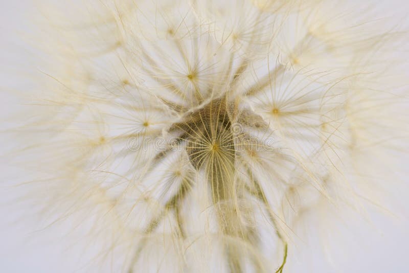 Texture of Dry Dandelion Isolated Stock Photo - Image of fragility ...
