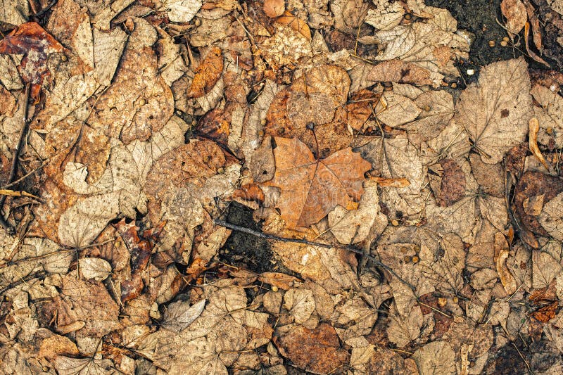 Texture of Dry Dead Autumn Leaves on the Ground Stock Image - Image of ...