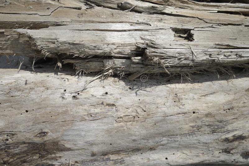 Texture of Dry and Dead Stems and Tree Branches Naturally, Isolated on ...