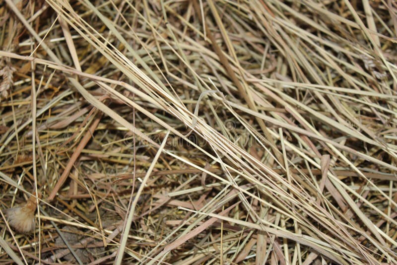 Texture of Dry Grass, Background, Wallpaper Stock Photo - Image of ...